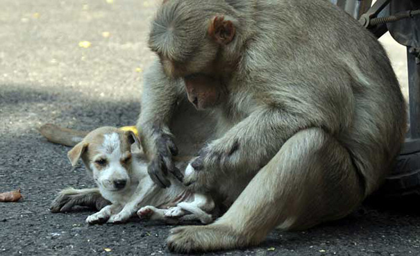 La increíble historia de un mono que adoptó a un perrito