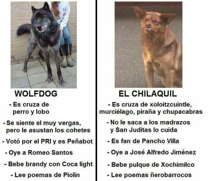 La verdadera historia del Chilaquil, el perro de moda en redes sociales ...