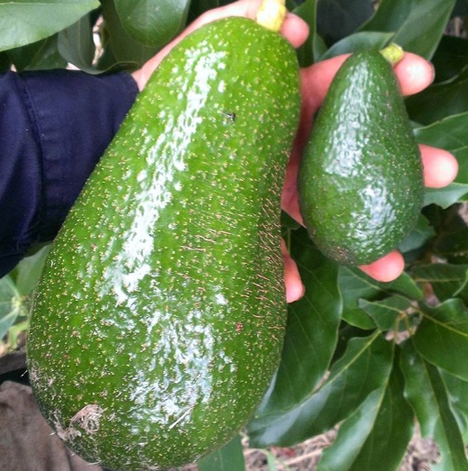 Todo un lujo: la exorbitante palta que pesa más de un kilo y es del ...