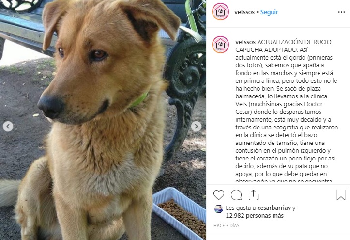 El esperanzador vuelco en la vida de perrito "Rucio Capucha" tras ser ...