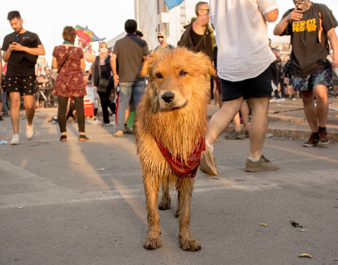 El esperanzador vuelco en la vida de perrito "Rucio Capucha" tras ser ...