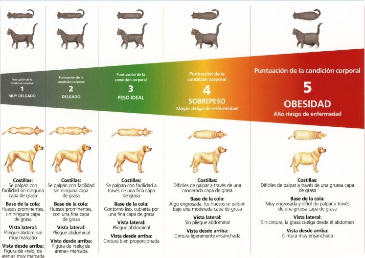 ¿Tu mascota está con sobrepeso? Especialista explica el cuidado que hay ...