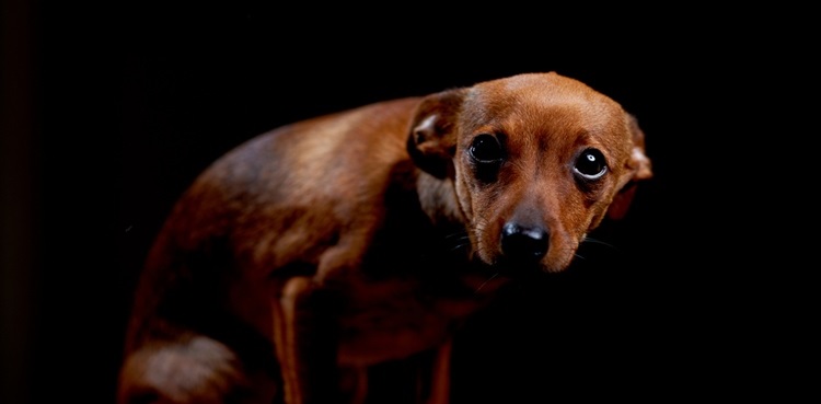 ¿Tu perro le tiene miedo a ciertas cosas? Especialista entrega tips ...