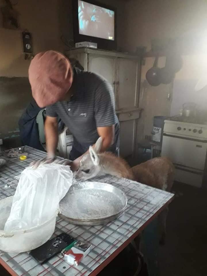 Este tierno guanaco se llama 'Panchito' y se ha convertido en toda una ...