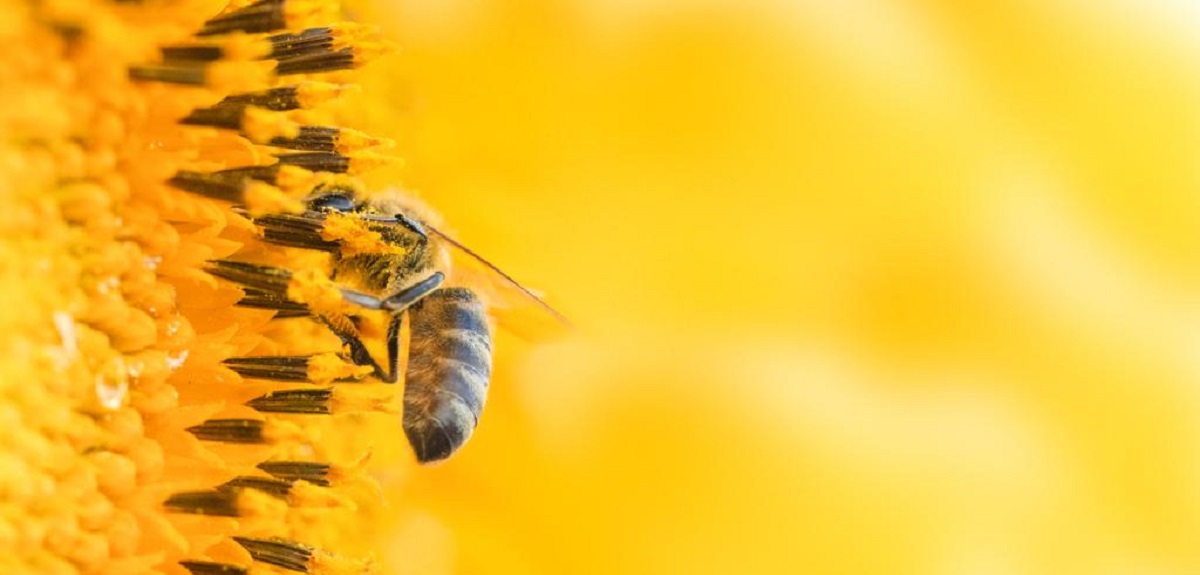 Día de las abejas: 7 datos que no sabías de los clásicos insectos ...