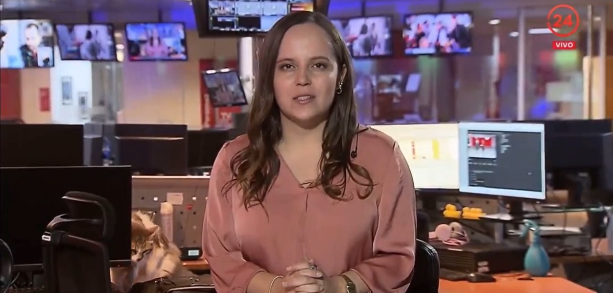 "Mejor equipo de prensa": gatita irrumpió en plena emisión de 24 Horas ...