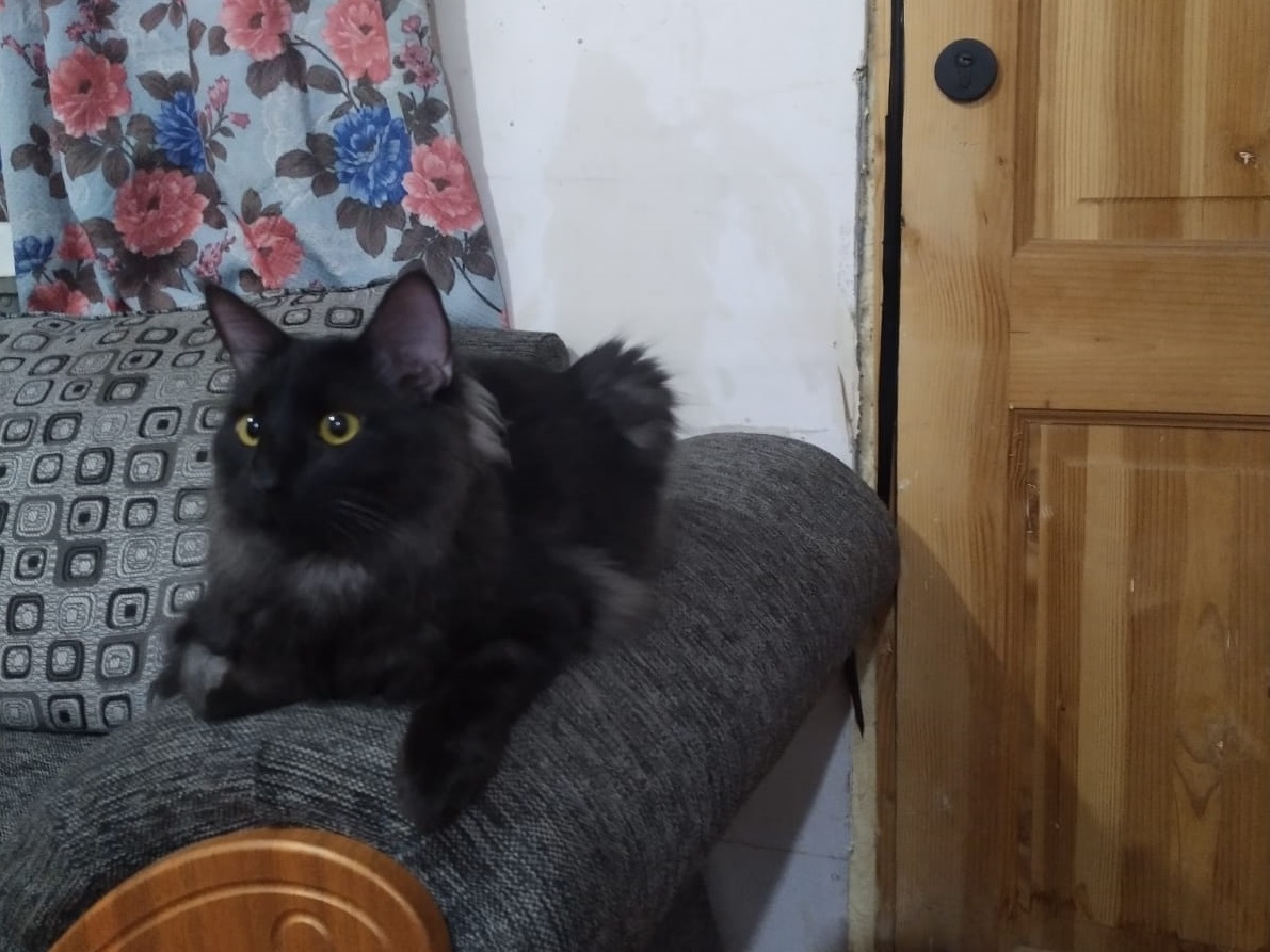 La historia de Atón, el gato que interpreta a 'Sami' y que conquistó a ...