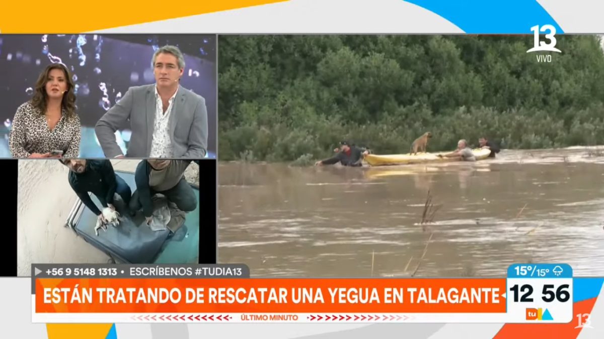 Hasta una yegua fina sangre: así se vivió el rescate de animales en Talagante tras desborde del río