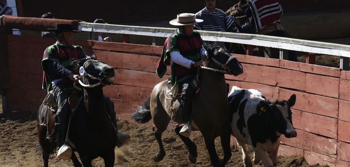 Solo el 10% de los chilenos se siente identificado con el rodeo como ...