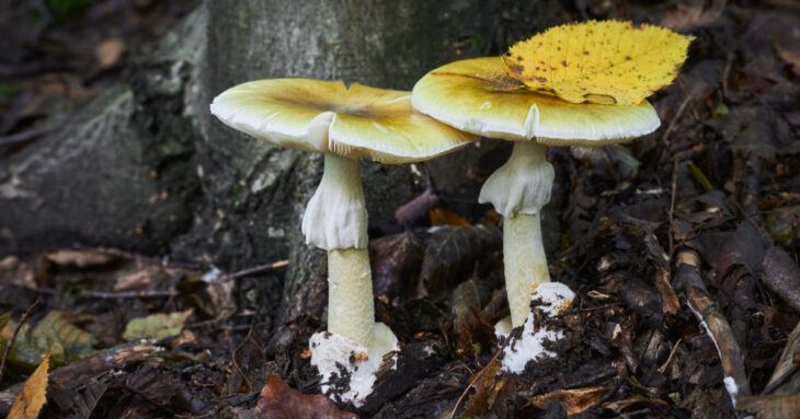 Hongos venenosos: dónde se encuentran en Chile y sus síntomas