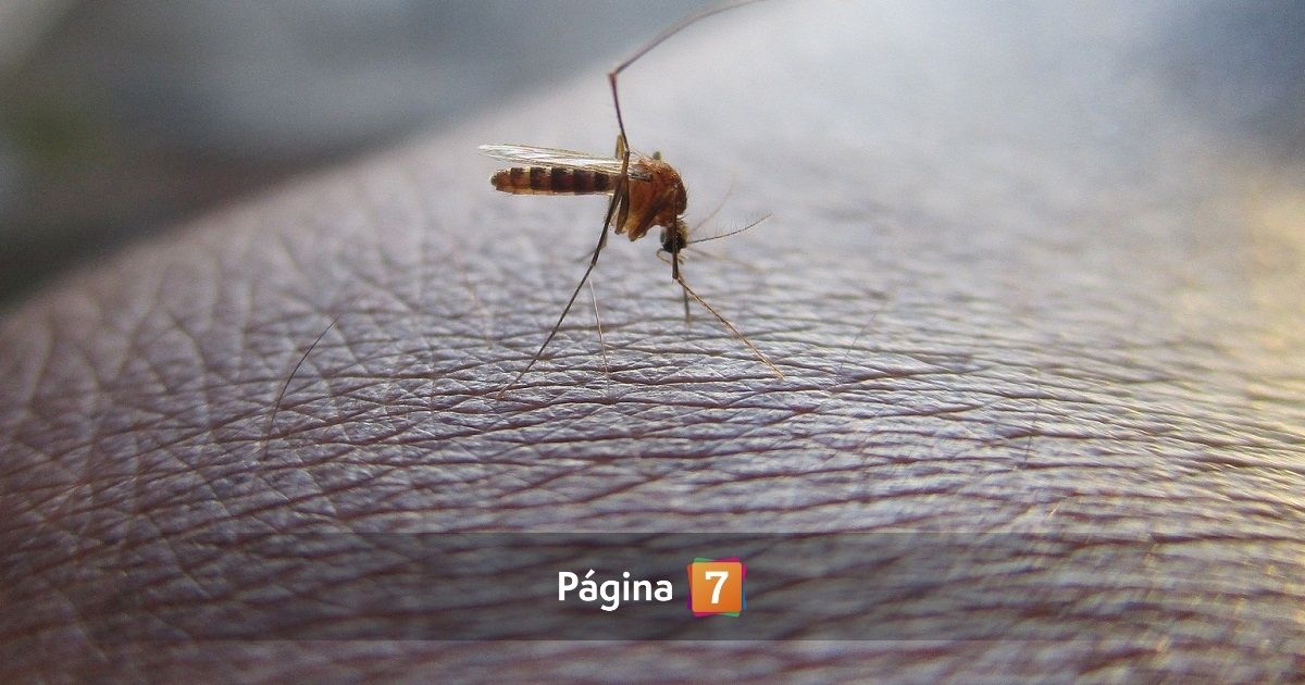 Mosquito del dengue en Chile: cómo se transmite, cuáles son los ...