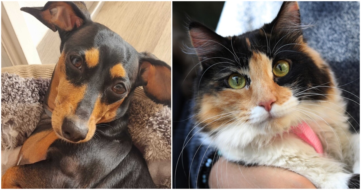 “Luna” arrasa en 2025: descubre los nombres de mascotas más inscritos ...